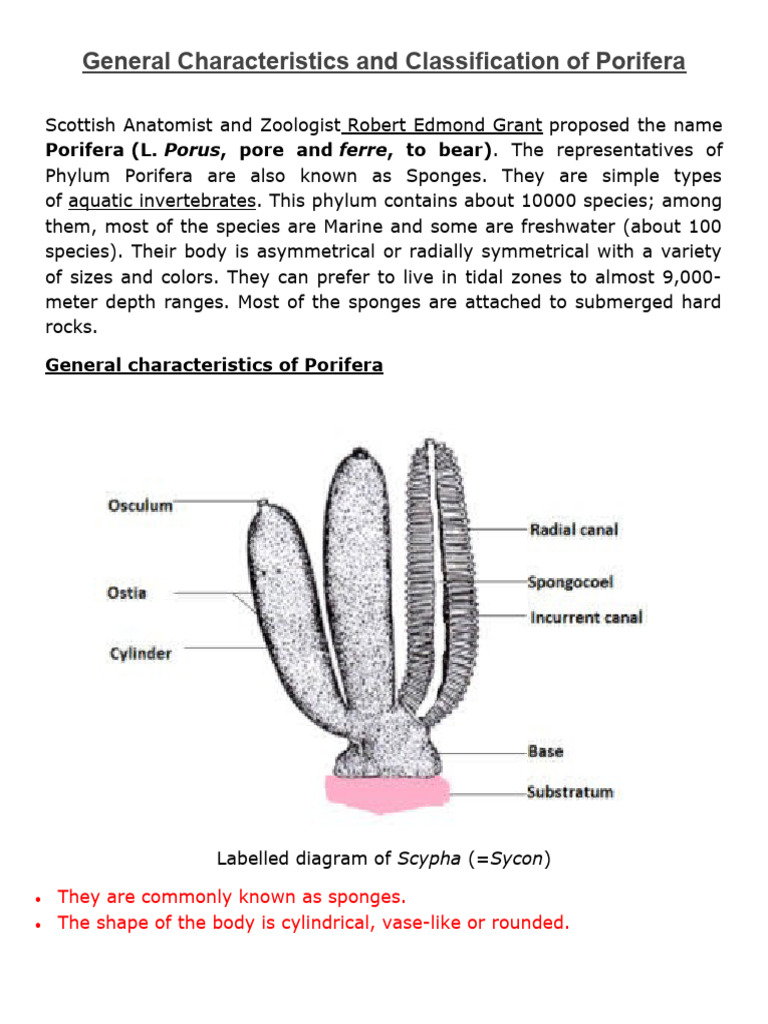 General Characteristics and Classification of Porifera Final | PDF ...