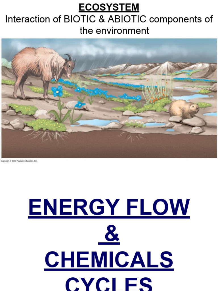 2d - Nutrient Cycle | PDF | Ecosystem | Carbon Dioxide