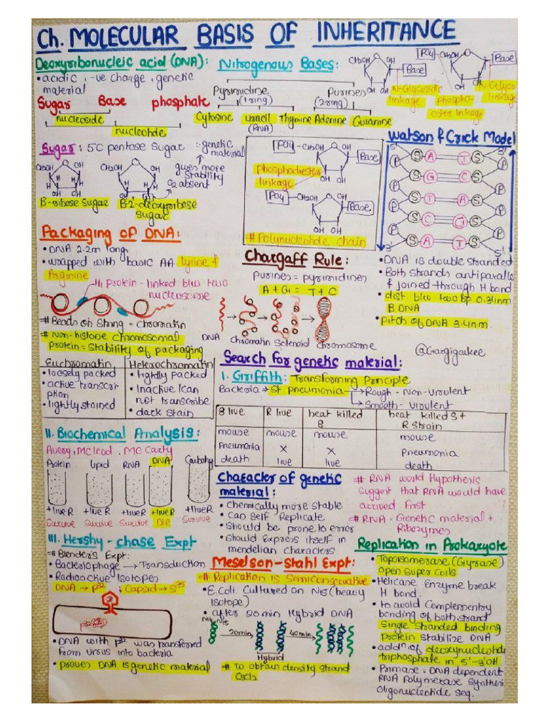 Molecular Basis of Inheritance Class 12th Chapter 6 | PDF