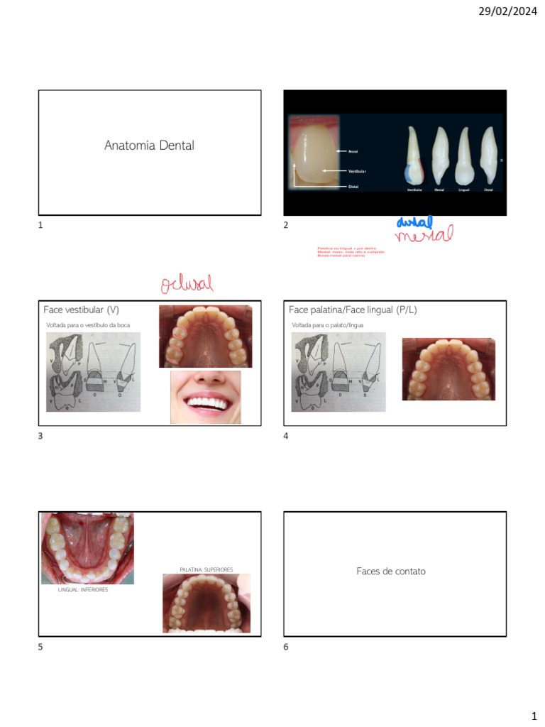 Anatomia Dental Pdf Dente Humano Odontologia