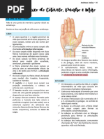 Aula 6 Ossos, Músculos, Inervação e Vascularização Do Punho e Mão | PDF ...