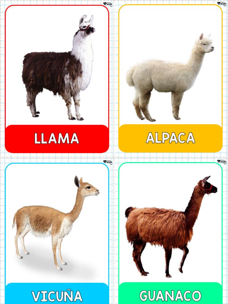 Recursos UD8 S2 - Flashcards Animales | PDF