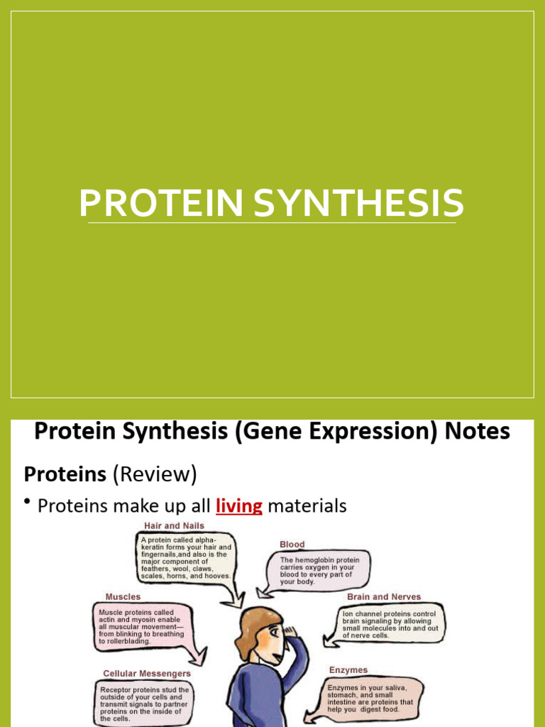 Understanding Protein Synthesis Process | PDF | Translation (Biology ...