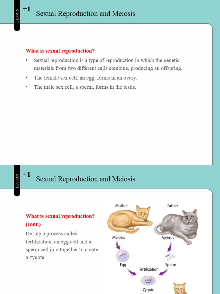 Sexual Reproduction Basics | PDF | Sexual Reproduction | Meiosis
