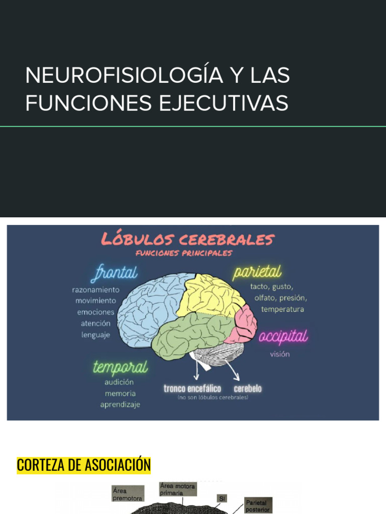 Neurofisiología y Las Funciones Ejecutivas | PDF | Las emociones | Sistema límbico