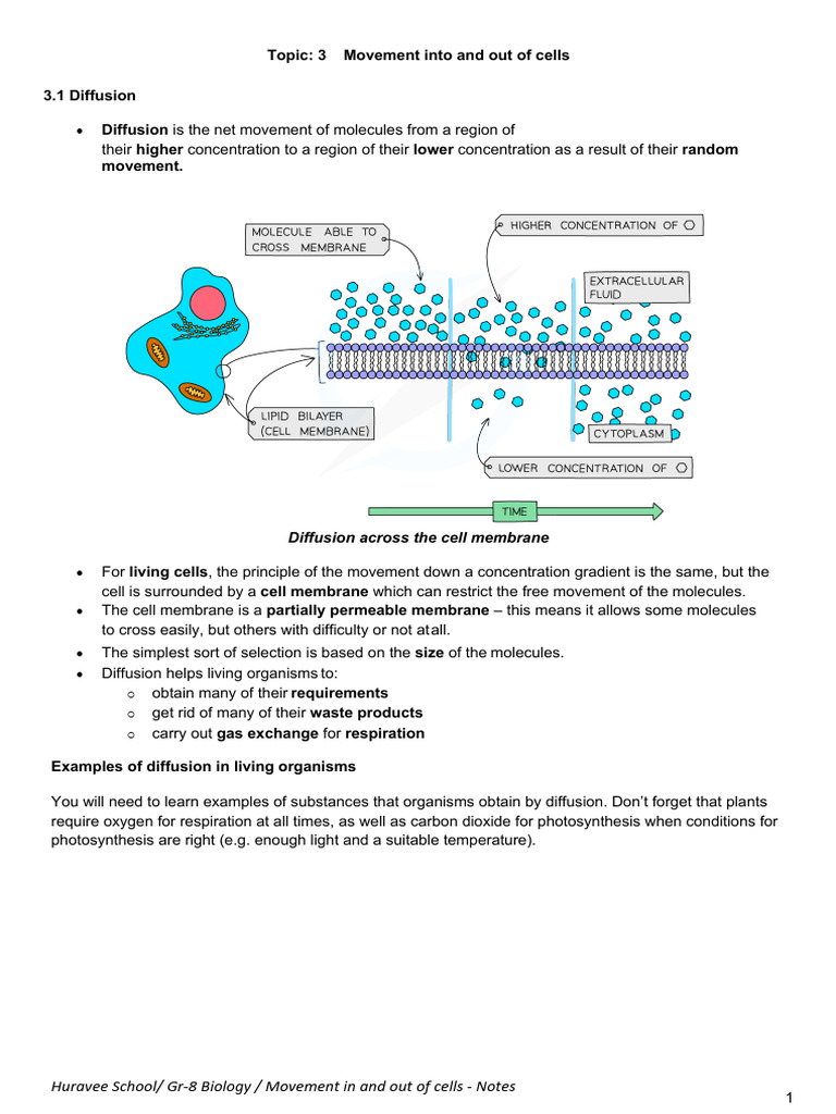 Notes - Movement of Substances | PDF | Osmosis | Diffusion