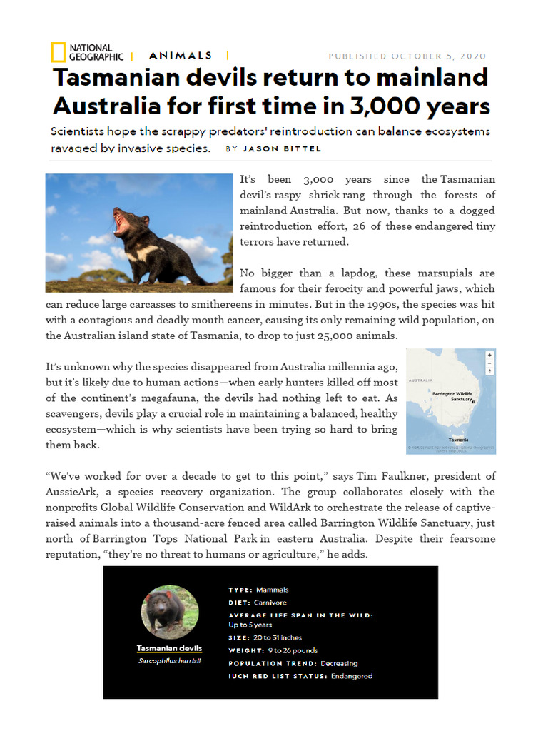 Endangered Species - Tasmanian Devils Return To Mainland Australia ...