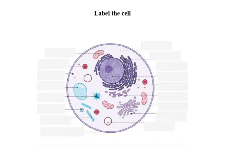 Blank cell diagram | PDF