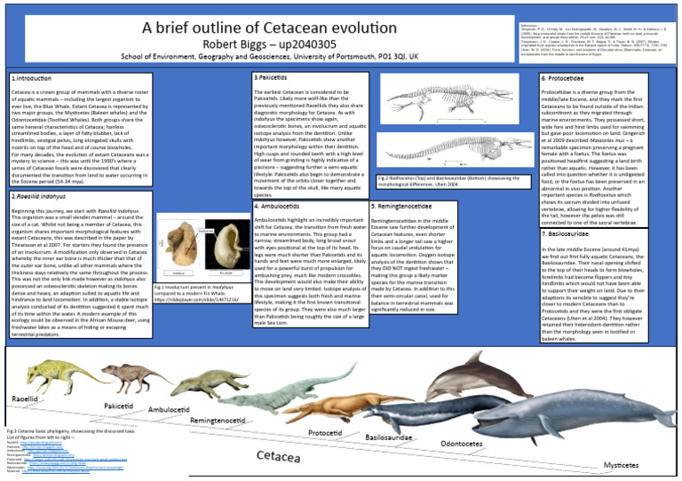 Cetacea Poster | PDF | Cetacea | Whales