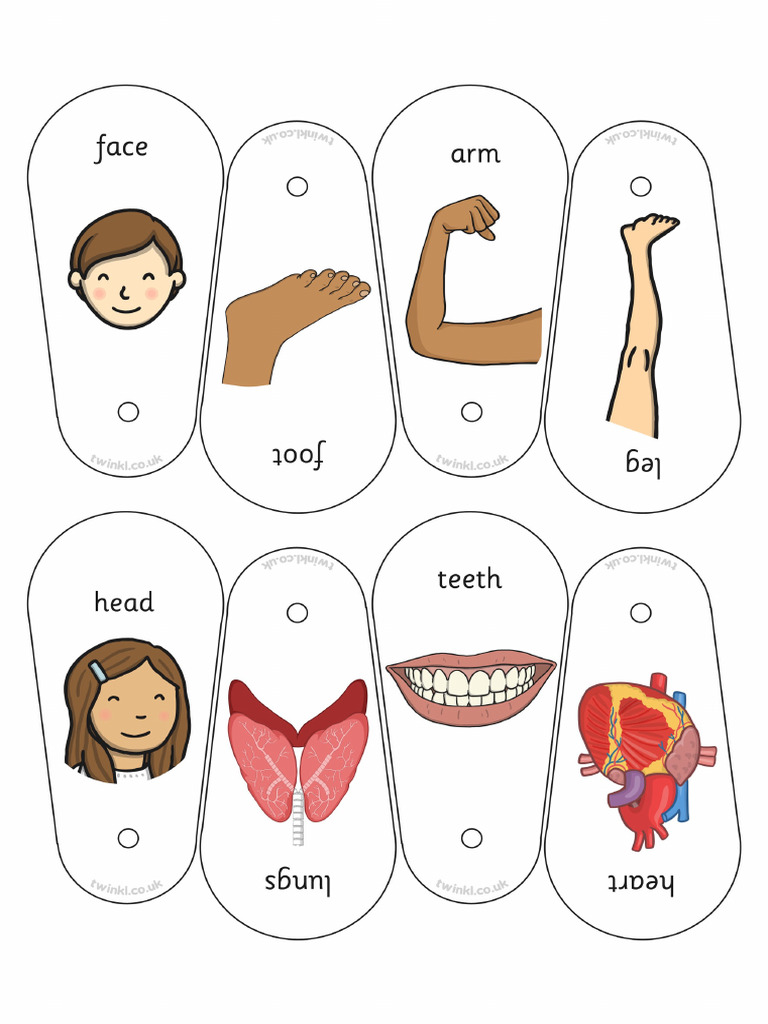 T T 3913 Parts of The Body Communication Fan | PDF