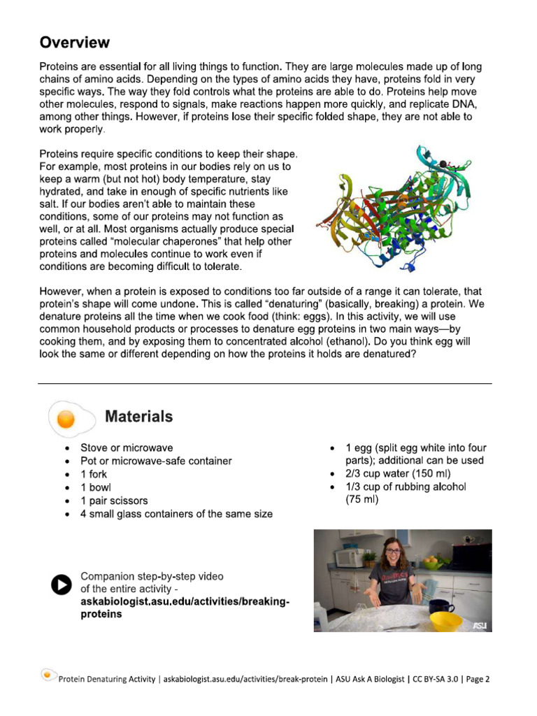 Protein Denaturation Lab 10th | PDF