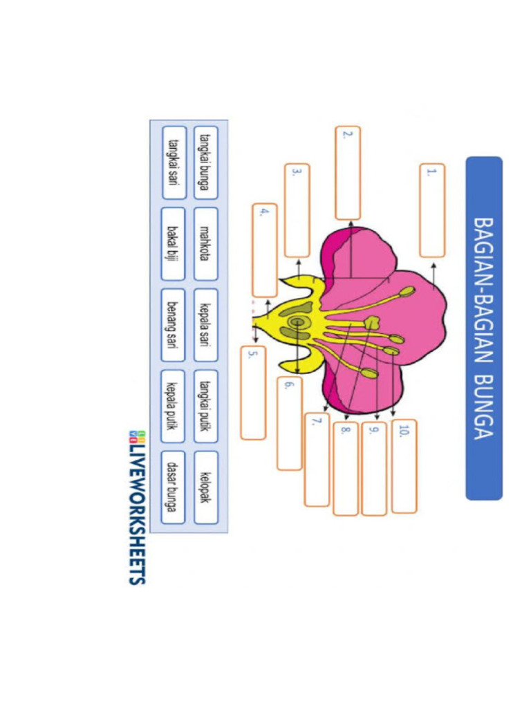 Gambar Bagian Bunga Cut Contoh | PDF