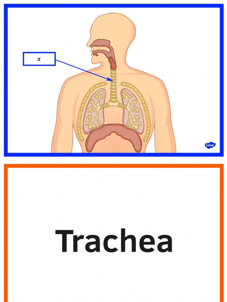 Human Body Respiration Lungs | PDF