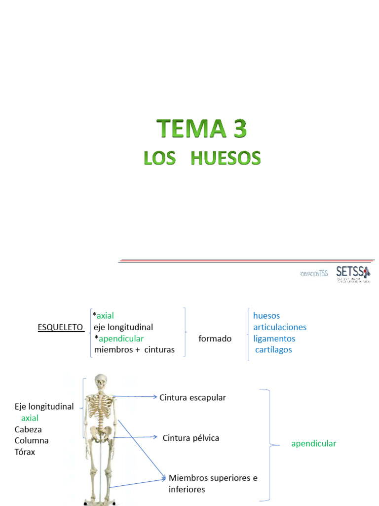 Tema 3 Anatomia Setss Los Huesos | PDF | Vértebra | Cráneo