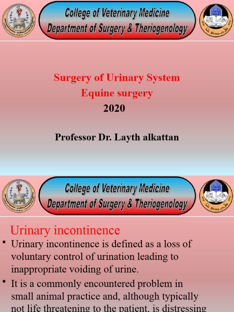 Surgeryofurinarysystem Equine | PDF | Urinary Incontinence | Kidney ...
