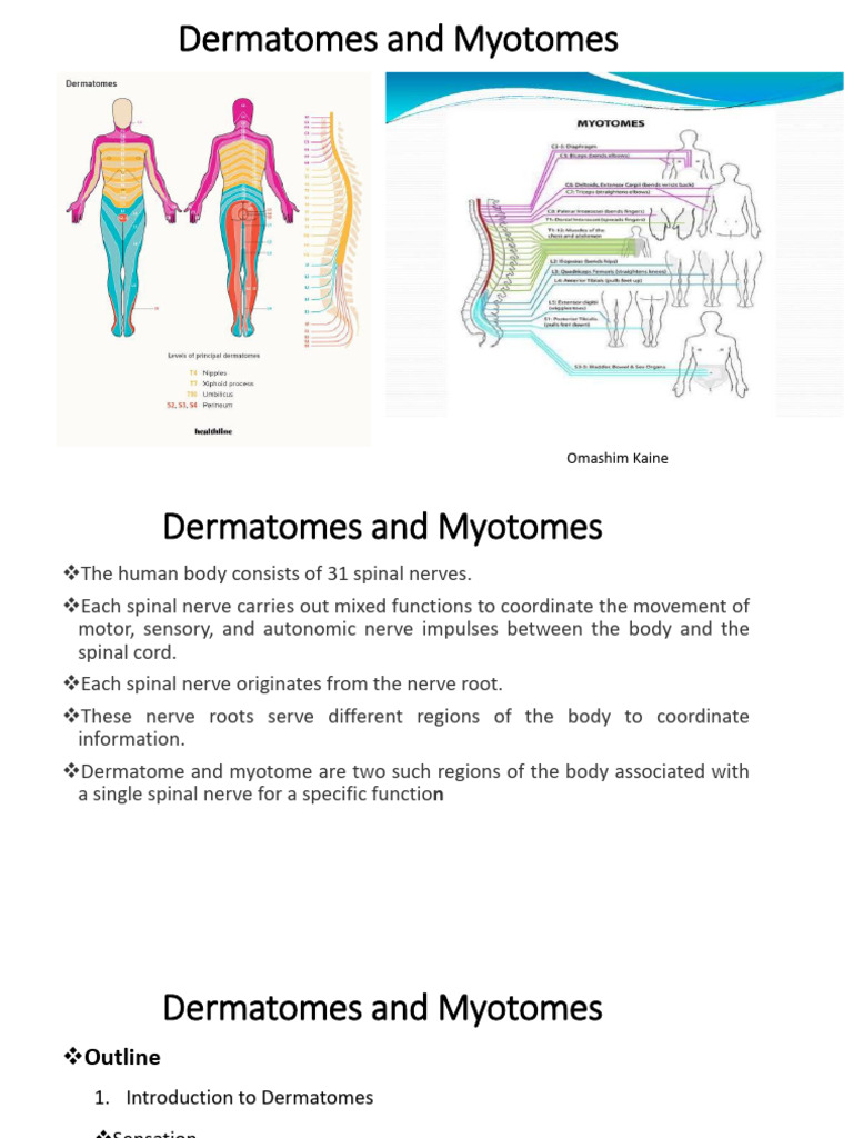 Understanding Dermatomes and Myotomes | PDF | Spinal Cord | Vertebral ...