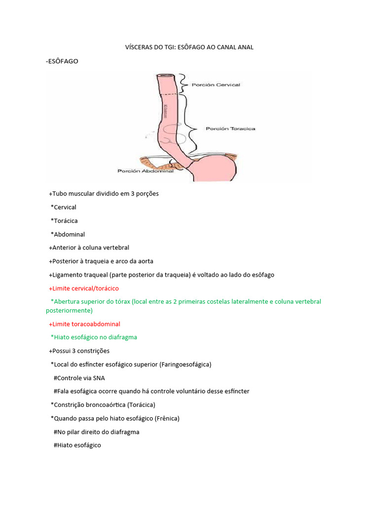 Vísceras Do Tgi Esôfago Ao Canal Anal | PDF | Estômago | Intestino delgado