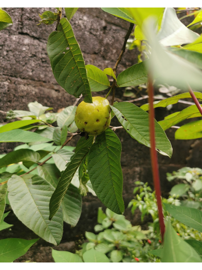 Fruto Antioxidante y Diurético | PDF