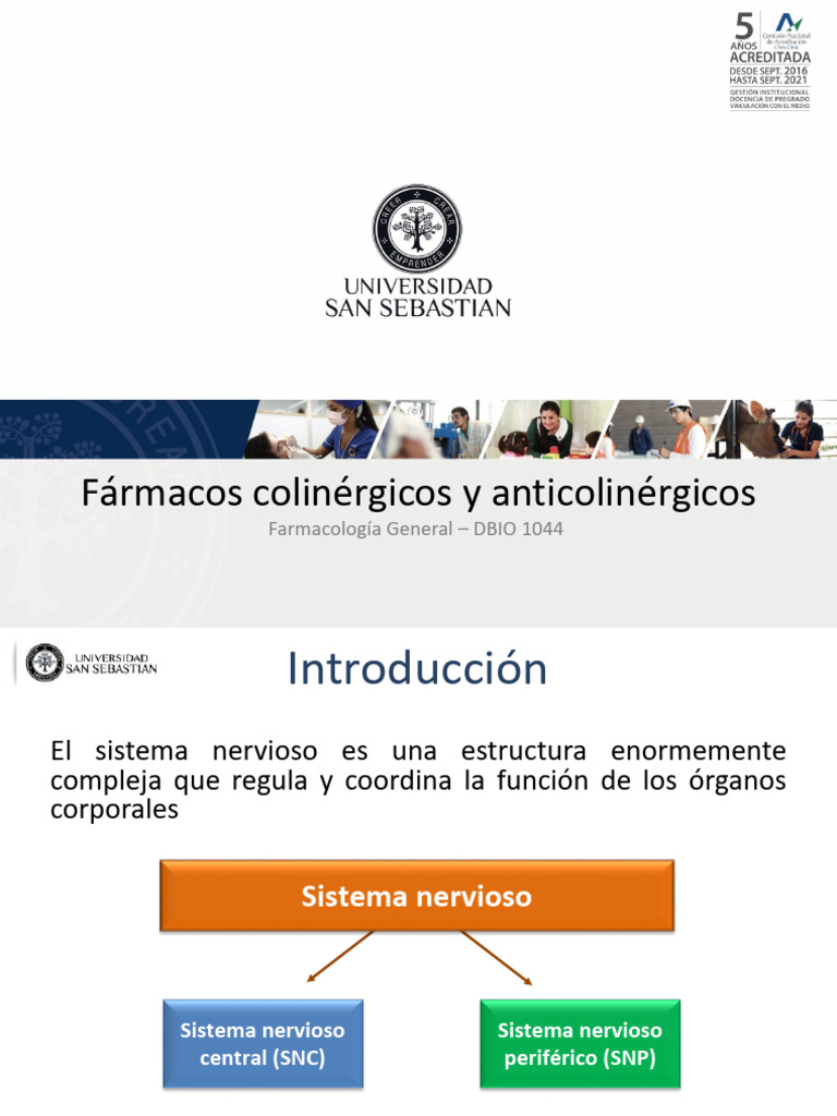 Clase 7. Fármacos Colinérgicos y Anticolinérgicos | PDF | Acetilcolina