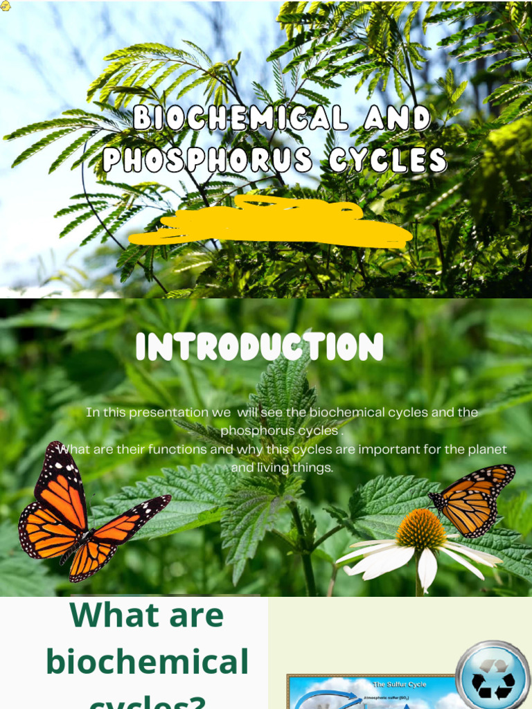 Biochemical Cycles Pdf Earth Sciences Nature