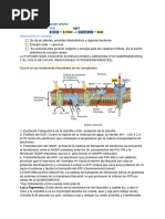 Ciclosis y Procesos Celulares Esenciales | PDF | Fotosíntesis ...