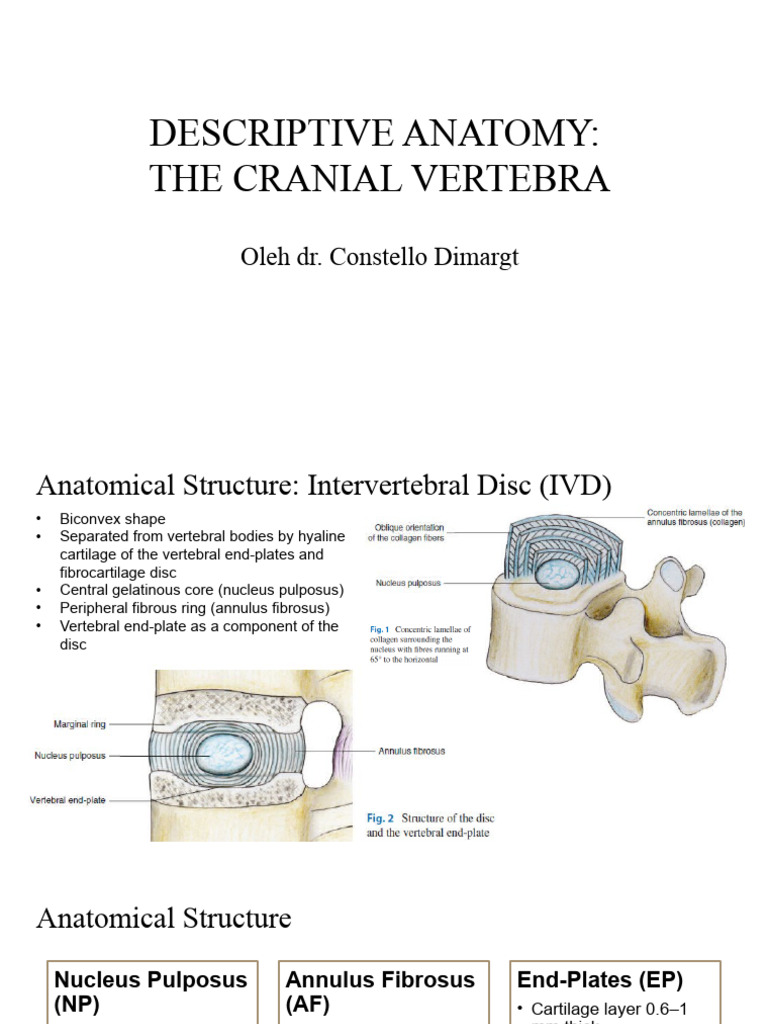 Descriptive Anatomy - The Intervertebral Disc | PDF | Collagen ...