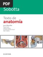 NBI Morton. Anatomía Macroscópica | PDF | Abdomen | Anatomía