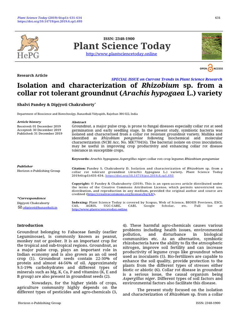 Isolation and Characterization of Rhizobium SP Fro | PDF | Peanuts | Biology