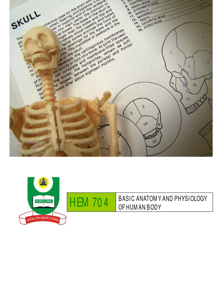 Hem 704 | PDF | Cell Membrane | Human Body