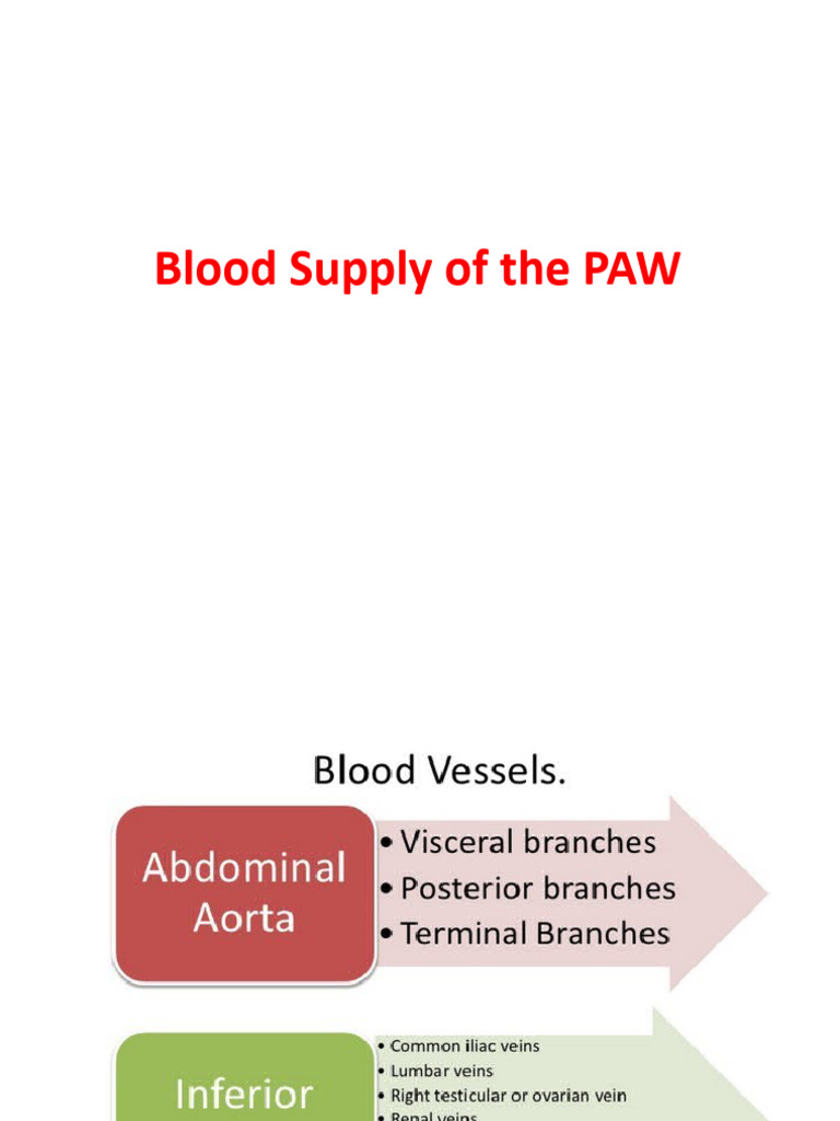 Blood Supply of The PAW | PDF | Aorta | Abdomen