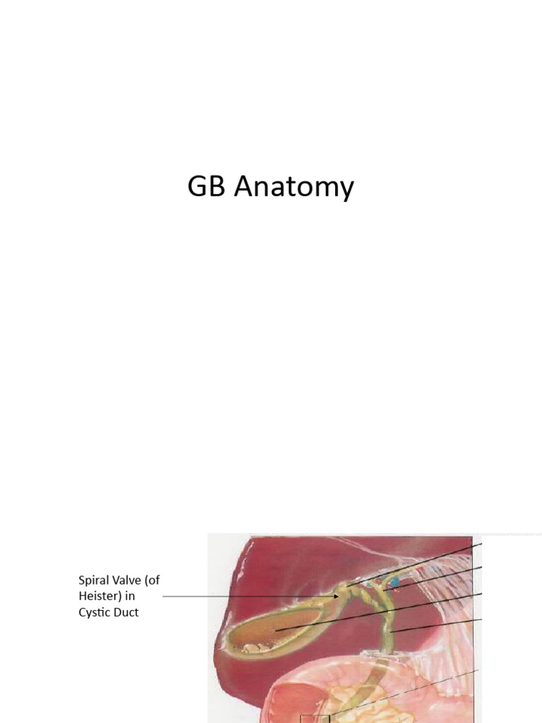 GB Anatomy | PDF | Social Science
