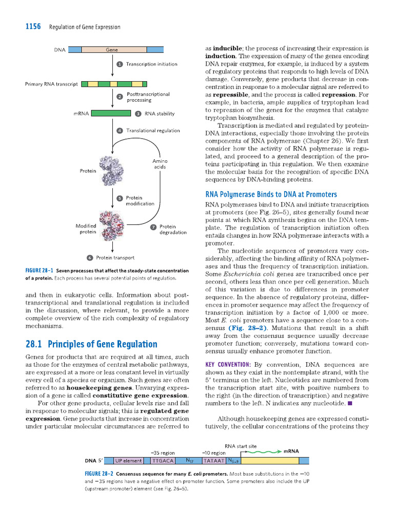 Regulation of gene Expression_Basics | PDF