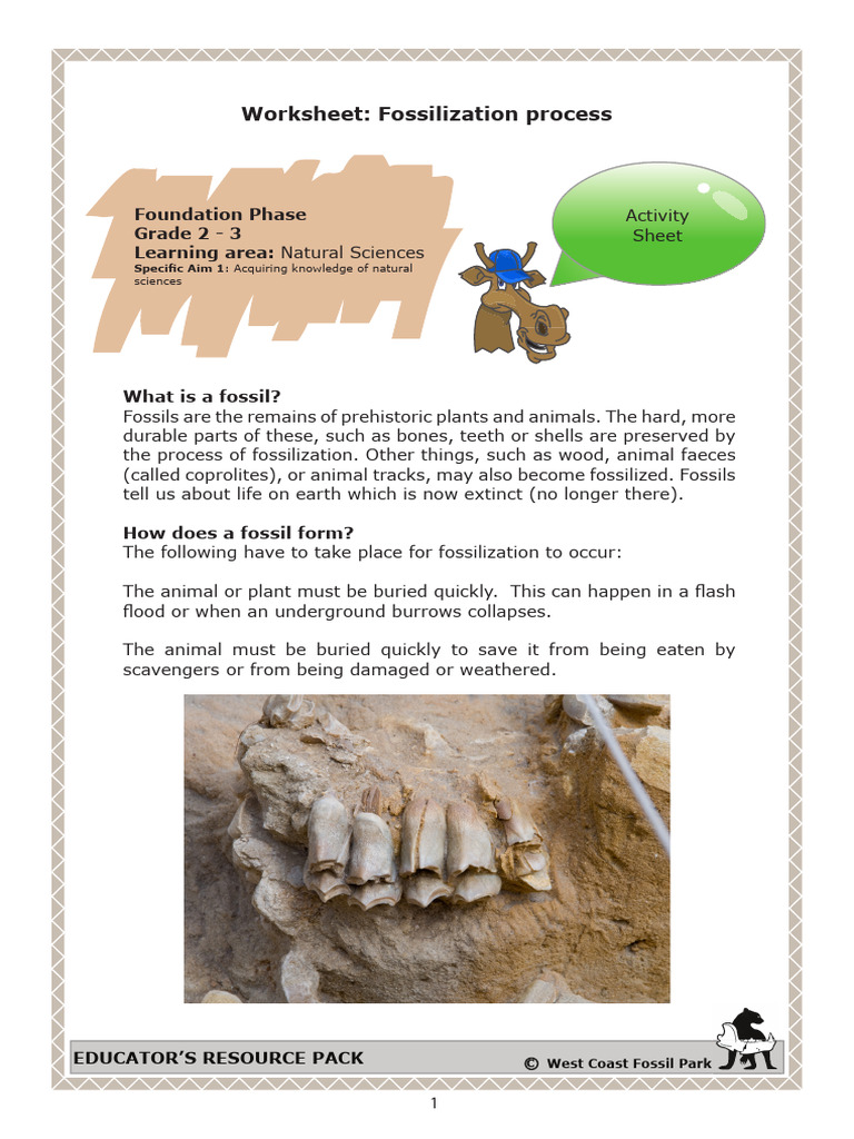 Found Fossilization Process | PDF | Fossil | Sedimentary Rock