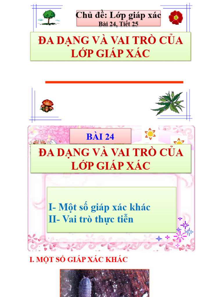 Bai 24 Da Dang Va Vai Tro Cua Lop Giap Xac 1122021125634 | PDF