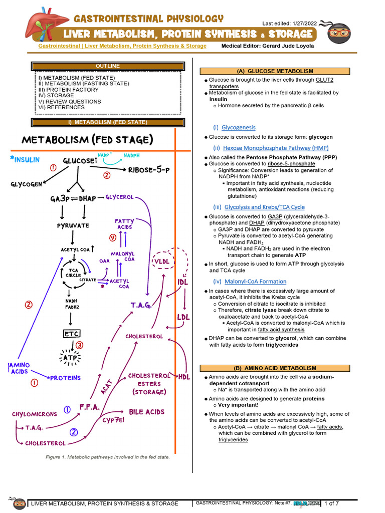 307 Gastrointestinal Physiology Liver Metabolism, Protein Synthesis ...