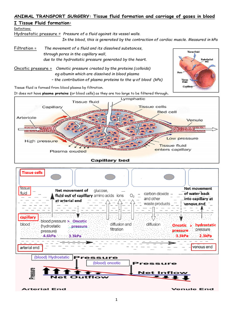 Transport in Animals - Tissue Fluid Formation and Transport of Gases ...