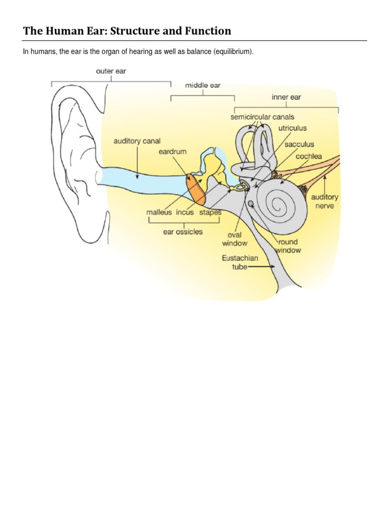 The Human Ear | PDF | Ear | Hearing