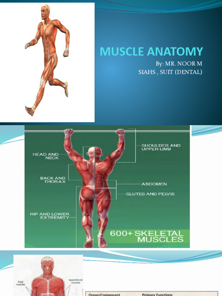 Muscles Anatomy | PDF | Muscle | Soft Tissue