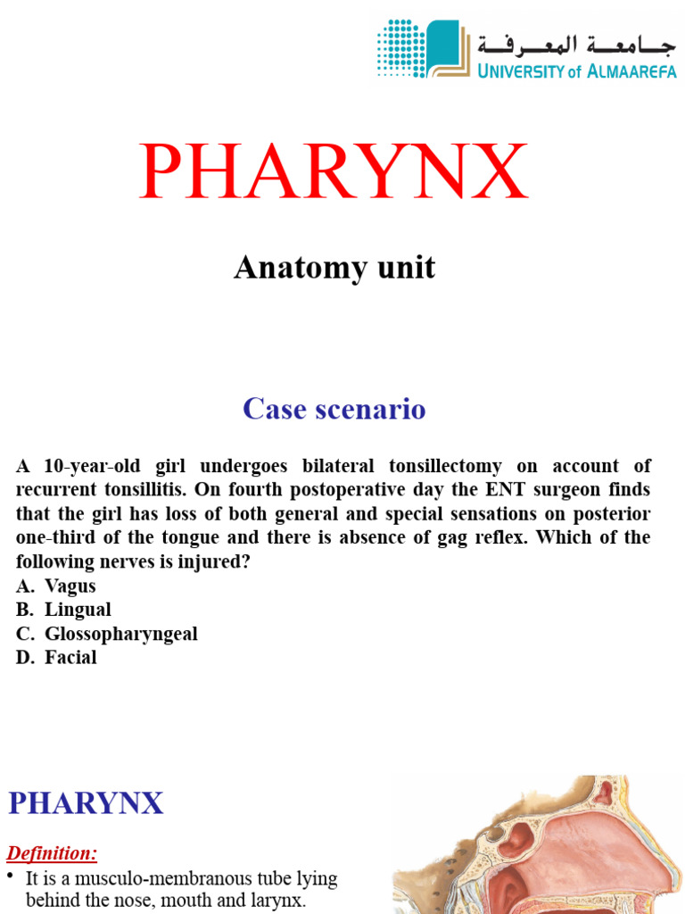 4 Pharynx | PDF | Human Anatomy | Human Head And Neck