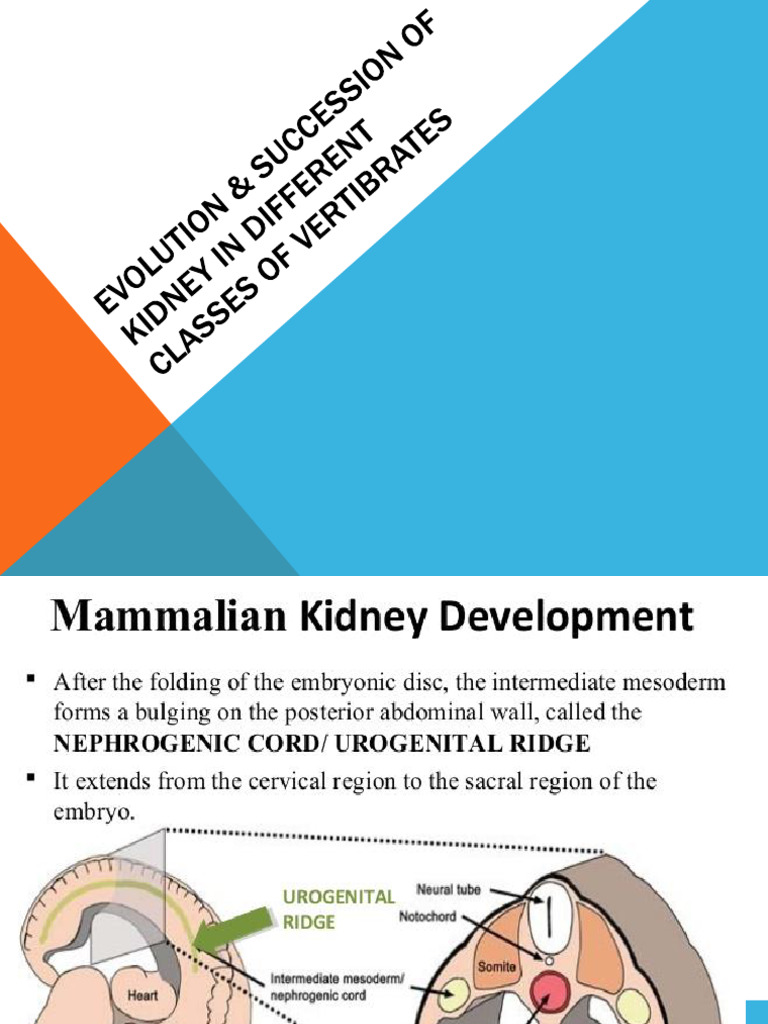 Kidney Evolution | PDF