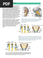 ESÒFAGO (Anatomía, Embriología, Histología y Fisiología) | PDF ...