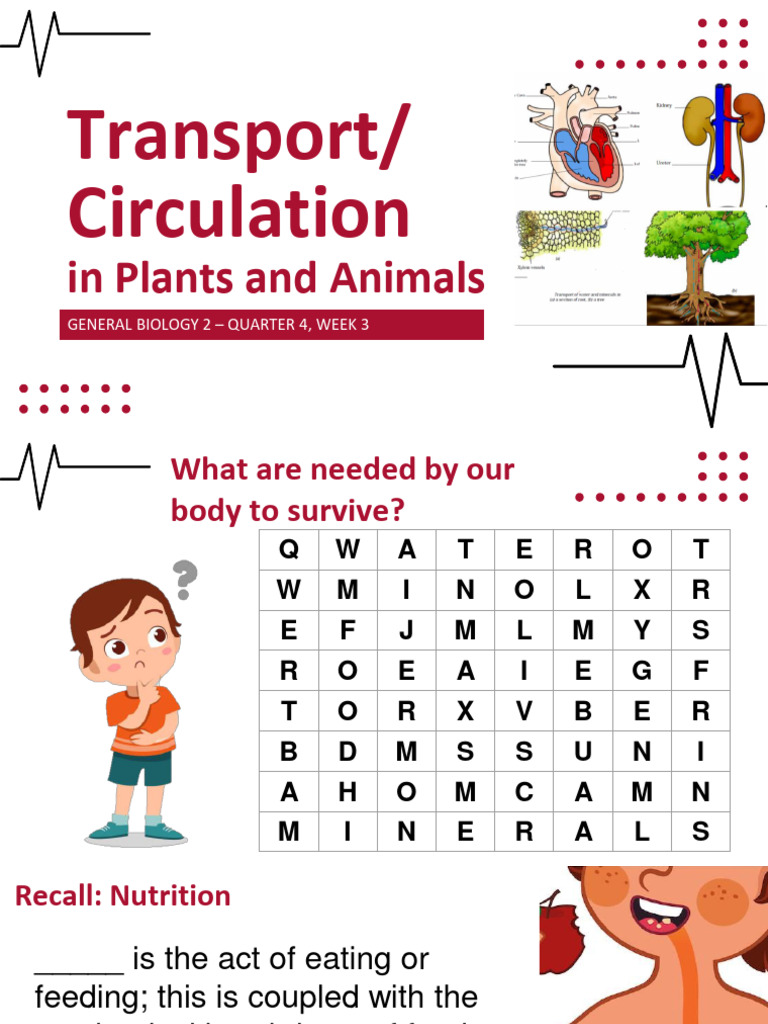 Plant and Animal Transport System | PDF | Heart | Atrium (Heart)