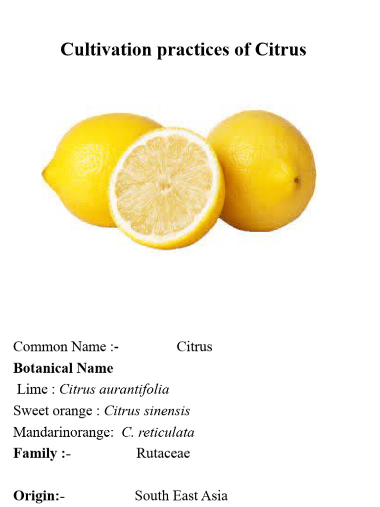 HORT-222 Citrus | PDF | Citrus | Lime (Fruit)