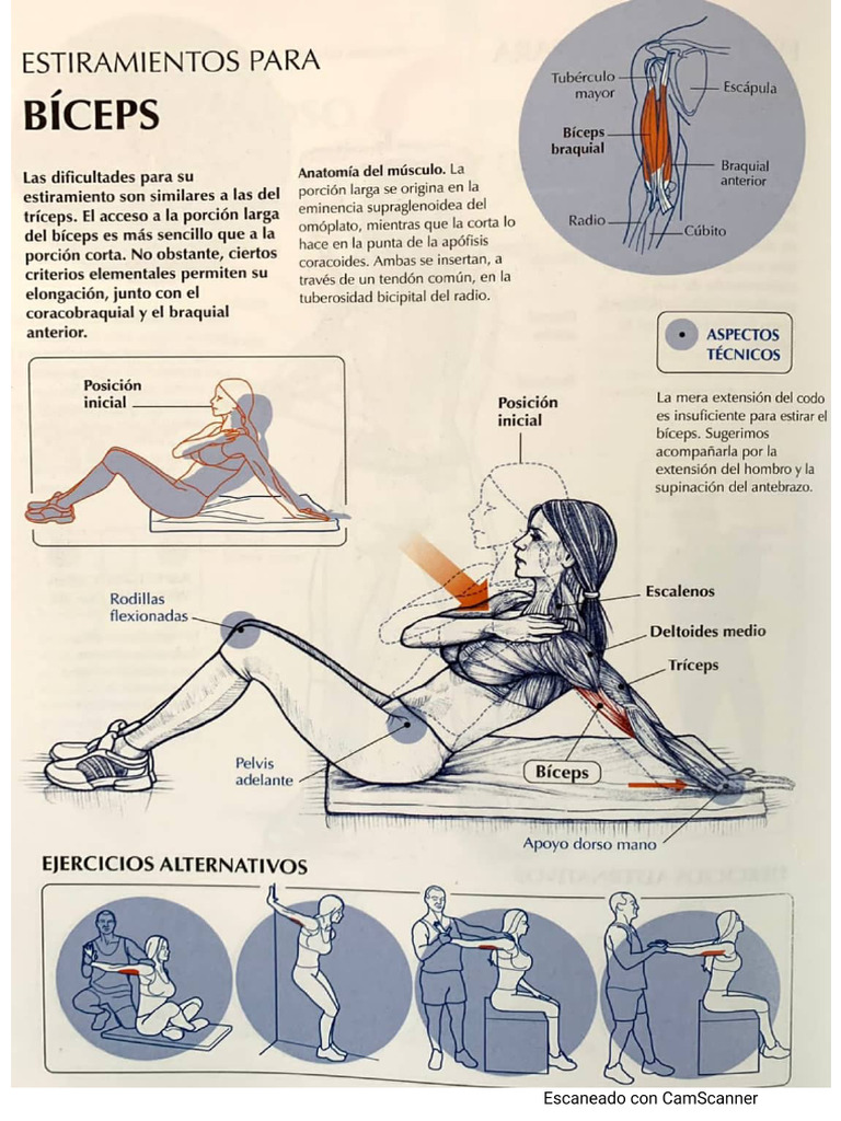 Ejercios de elongación | PDF