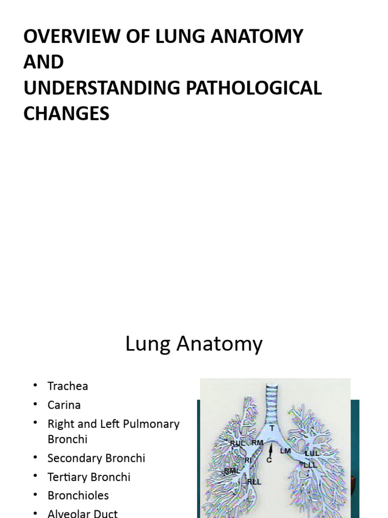 3.chest X-Ray Path Interp | PDF | Lung | Thorax 3.chest X-Ray Path Interp | PDF | Lung | Thorax