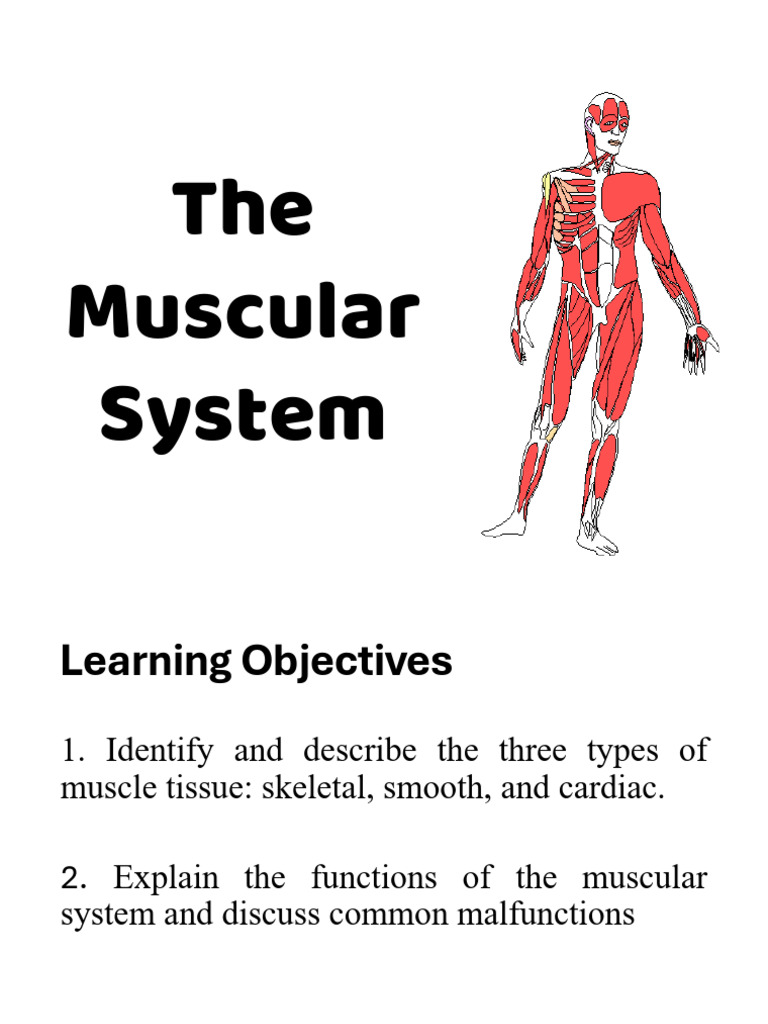 Muscular System | PDF | Muscle | Skeletal Muscle