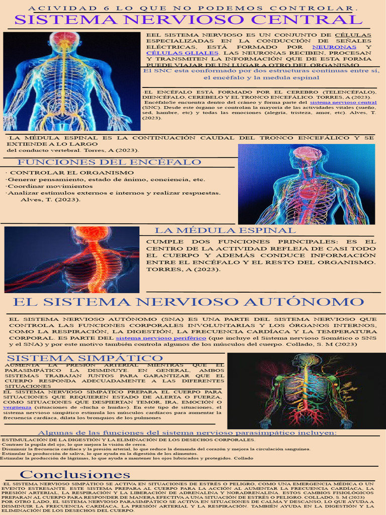 Poster Sistema Nervioso | PDF | Cerebro | Sistema nervioso