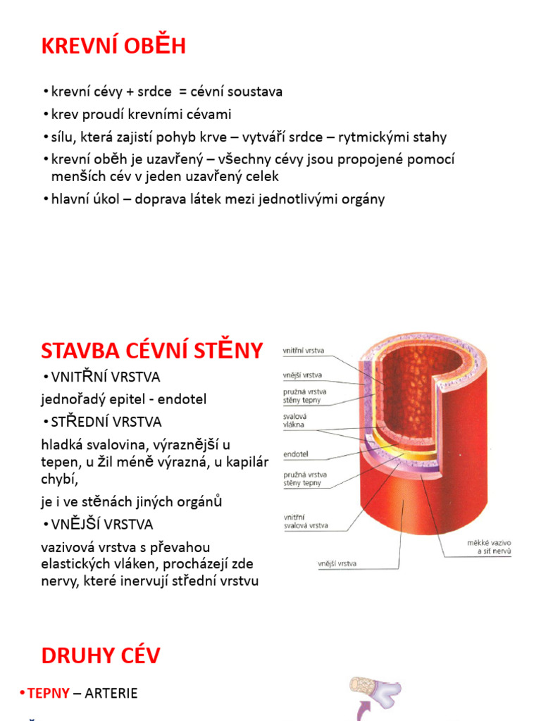 Stavba Srdce | PDF