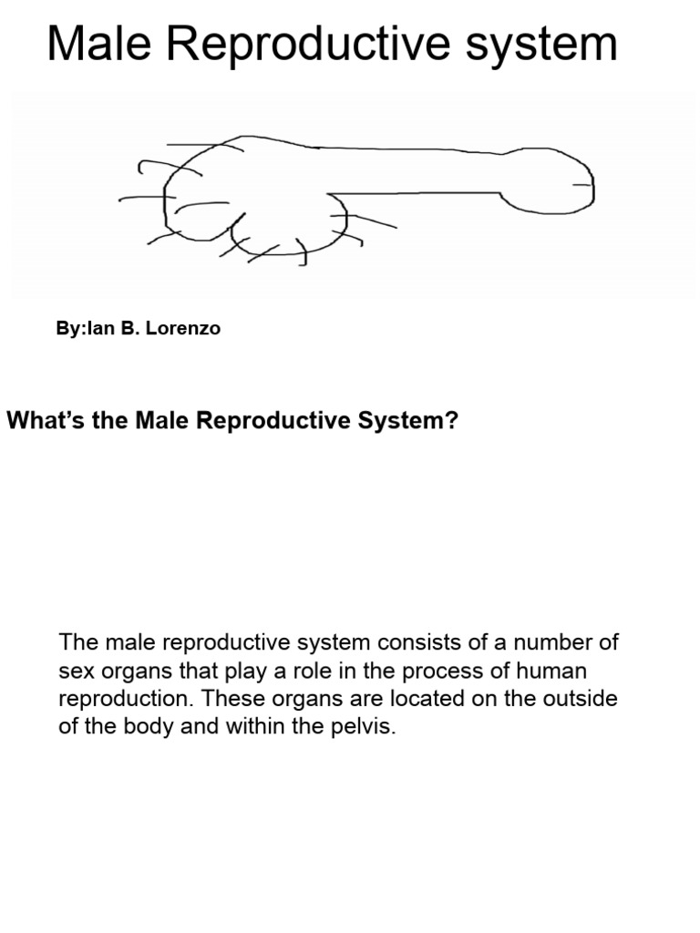 Overview of the Male Reproductive System | PDF | Reproductive System ...