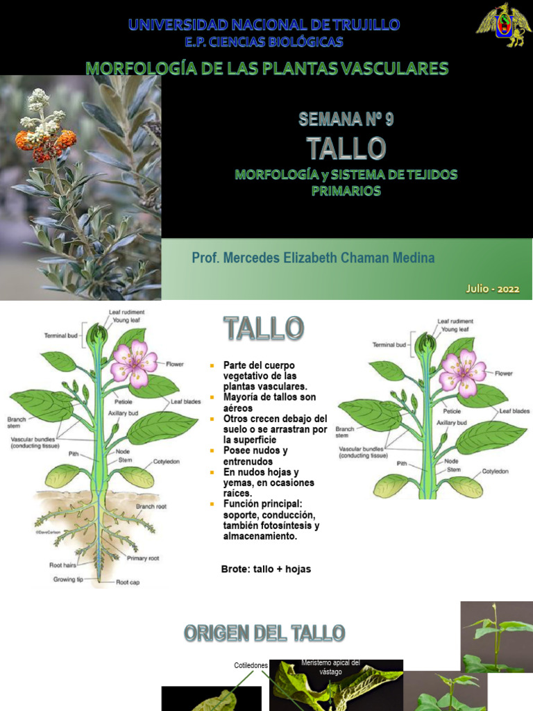 Estructura y Función del Tallo en Plantas | PDF | Tallo de la planta | Raíz